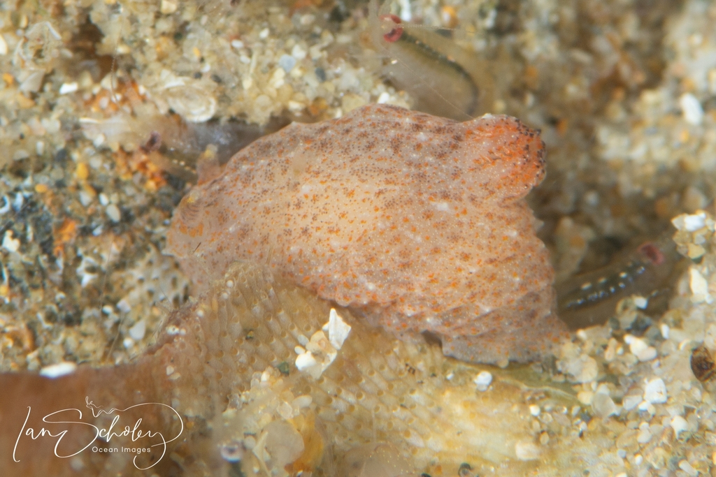 Polycera from Victoria, Australia on July 4, 2024 at 08:53 PM by Ian ...