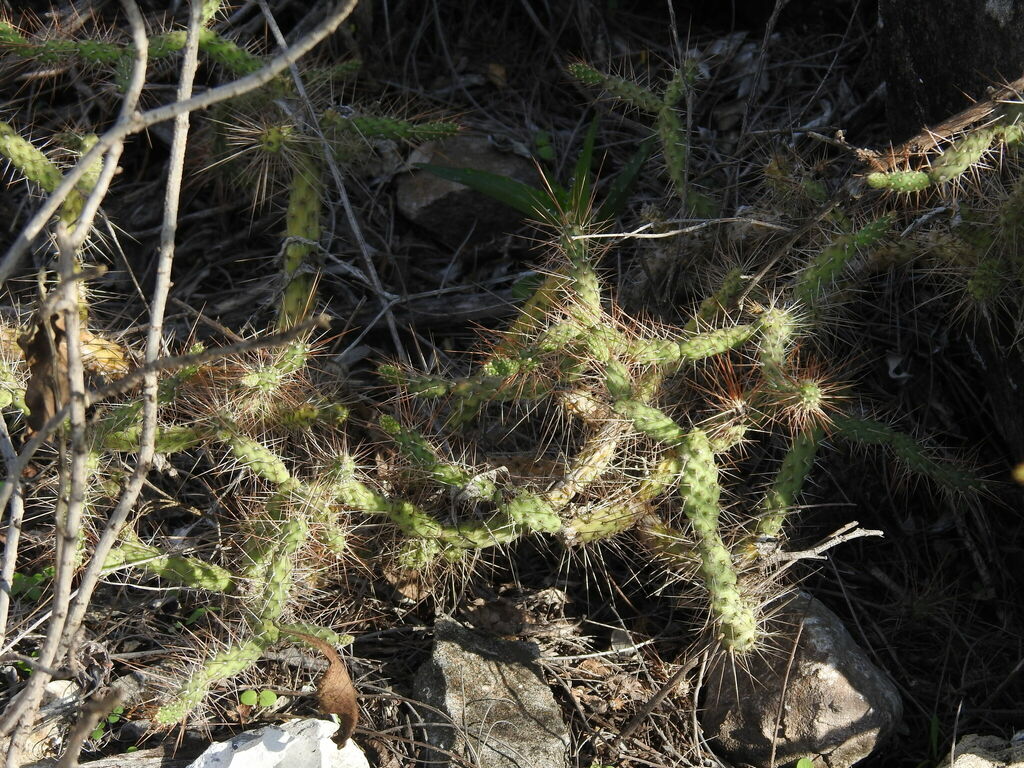 Velvet Bur Cactus from Villa Juárez, S.L.P., México on June 28, 2024 at ...