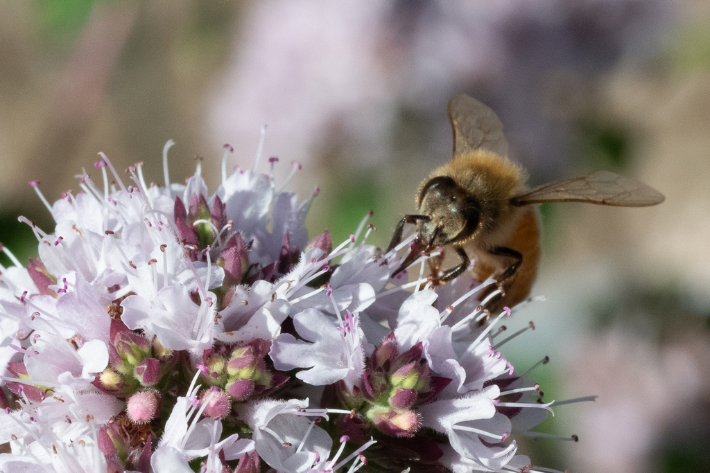 Western Honey Bee from Oak & 41st Community Garden, West Side ...