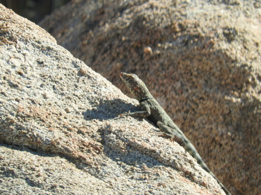 Banded Rock Lizard from Tecate, B.C., México on June 5, 2024 at 09:49 ...