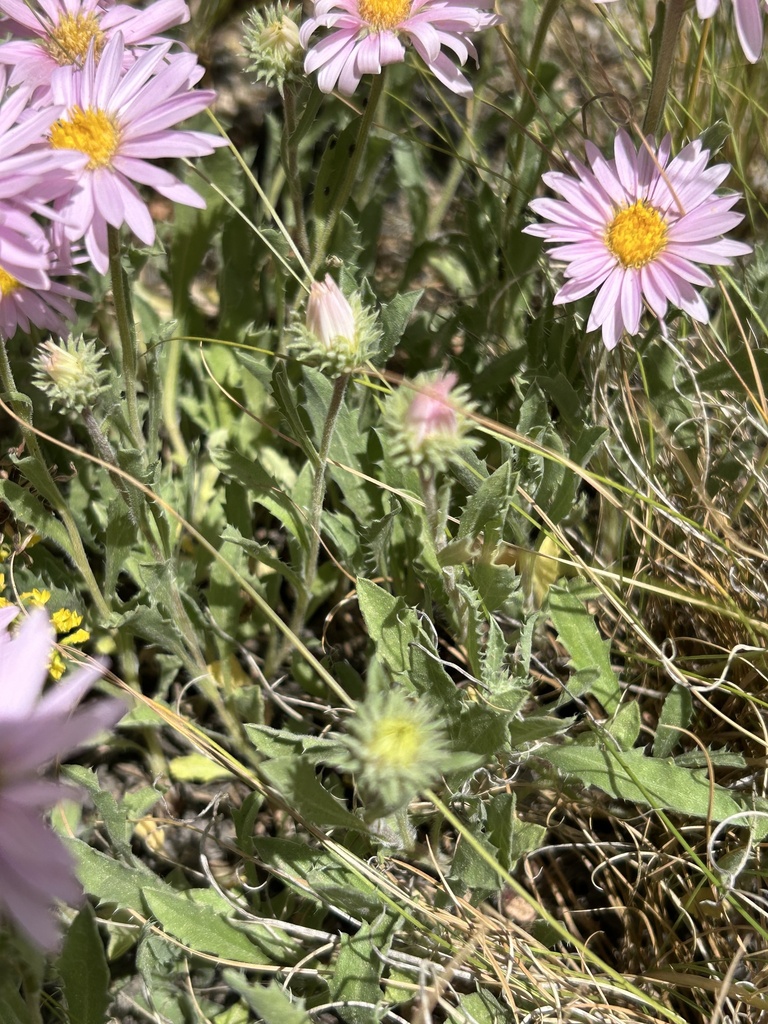 Colorado Tansy Aster from US-24, Hartsel, CO, US on July 6, 2024 at 01: ...
