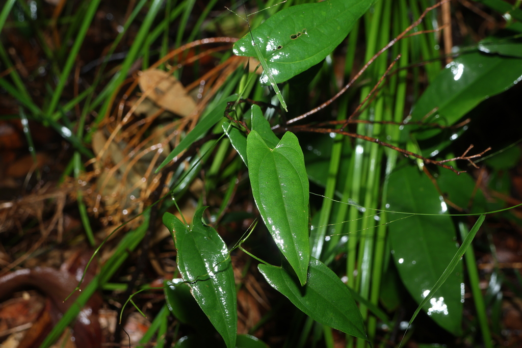 Common Yam Vine in July 2024 by Greg Tasney · iNaturalist