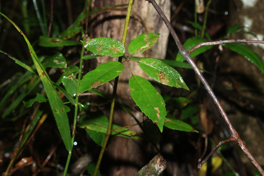 Five-Leaved Water Vine in July 2024 by Greg Tasney · iNaturalist