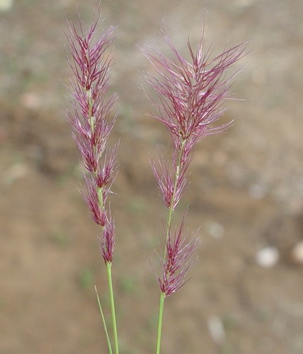 Hare's foot grass (Eragrostis leporina) · iNaturalist United Kingdom