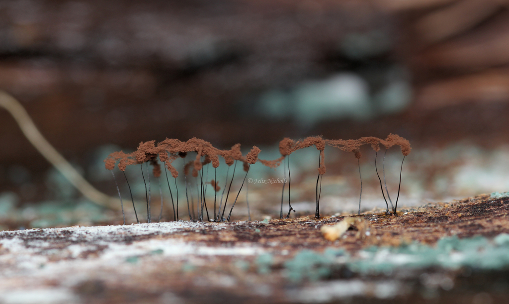 Comatricha alta in July 2024 by Felix Nicholls · iNaturalist Australia
