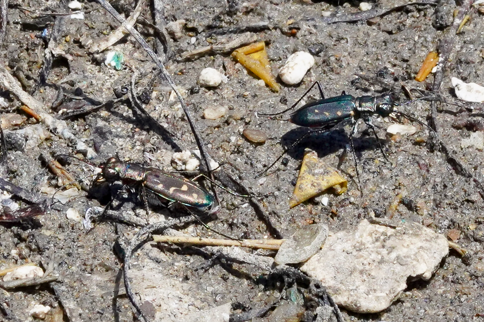 Wetsalts Tiger Beetle from Imperial Beach, CA, USA on July 6, 2024 at ...