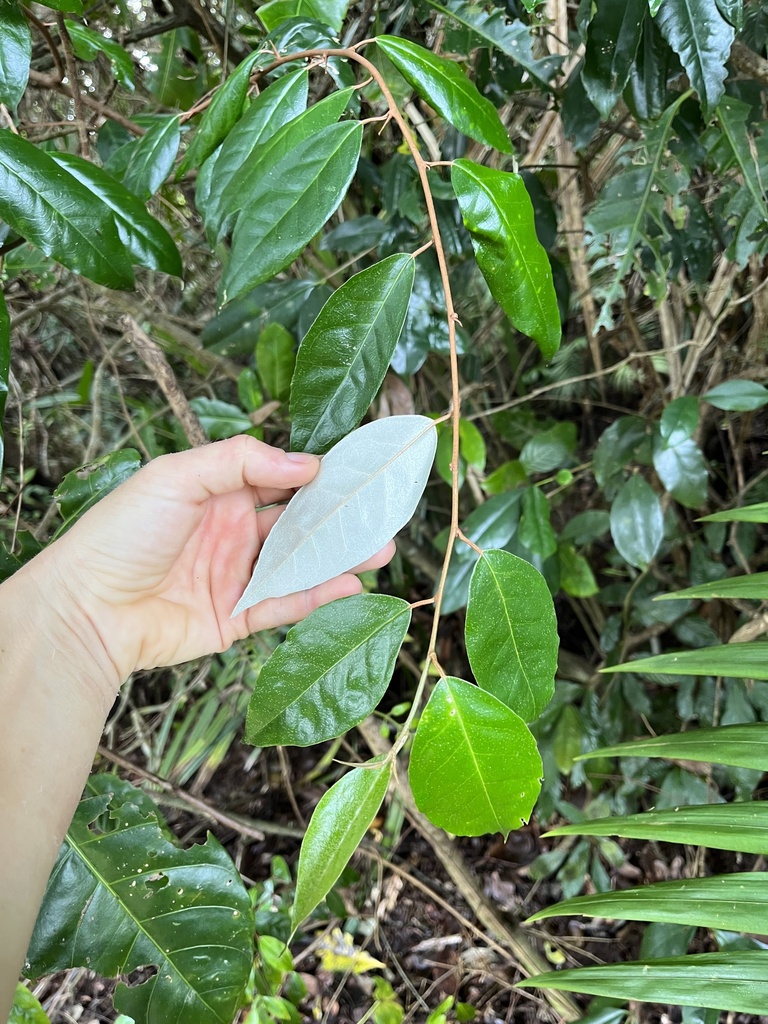 Millaa-Millaa Vine from Ross Rd, Deeral, QLD, AU on July 7, 2024 at 03: ...