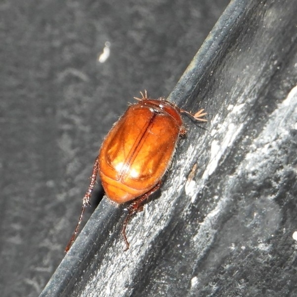 Mayate de Mayo desde FQ23+7J, 69600 El Llano, Oax., México el 06 de ...