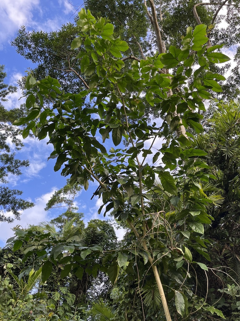 dicots from Ross Rd, Deeral, QLD, AU on July 7, 2024 at 03:58 PM by ...