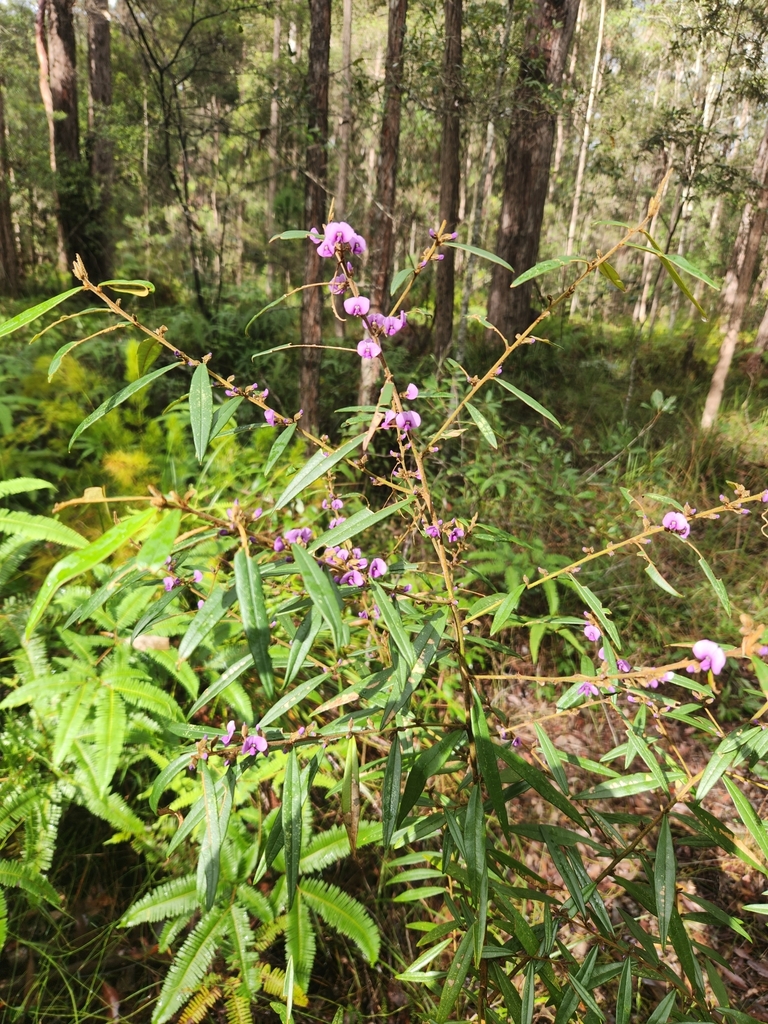 Purple Bush Pea from Landsborough QLD 4550, Australia on July 7, 2024 ...
