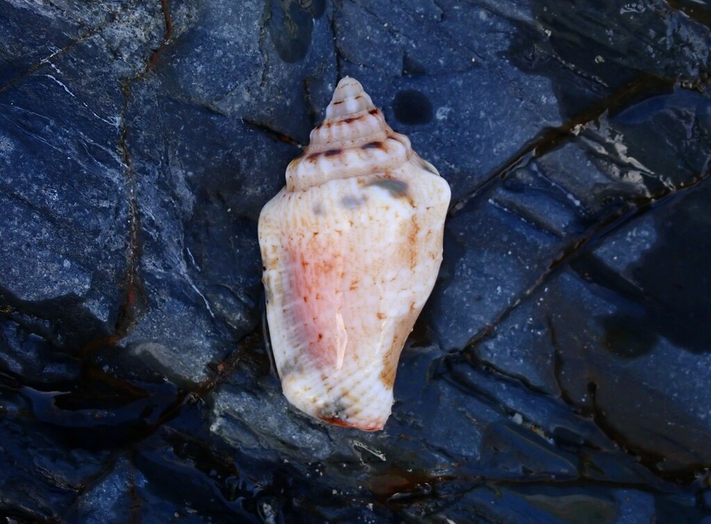 Variable Stromb from Woolgoolga NSW 2456, Australia on July 07, 2024 at ...