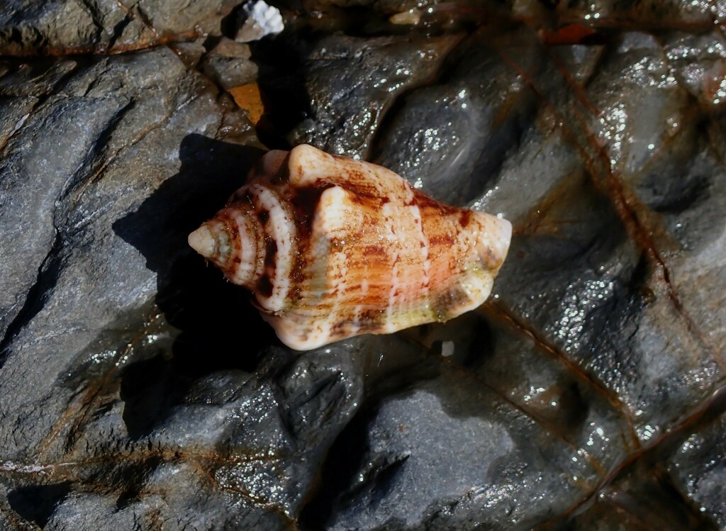 Variable Stromb from Woolgoolga NSW 2456, Australia on July 07, 2024 at ...
