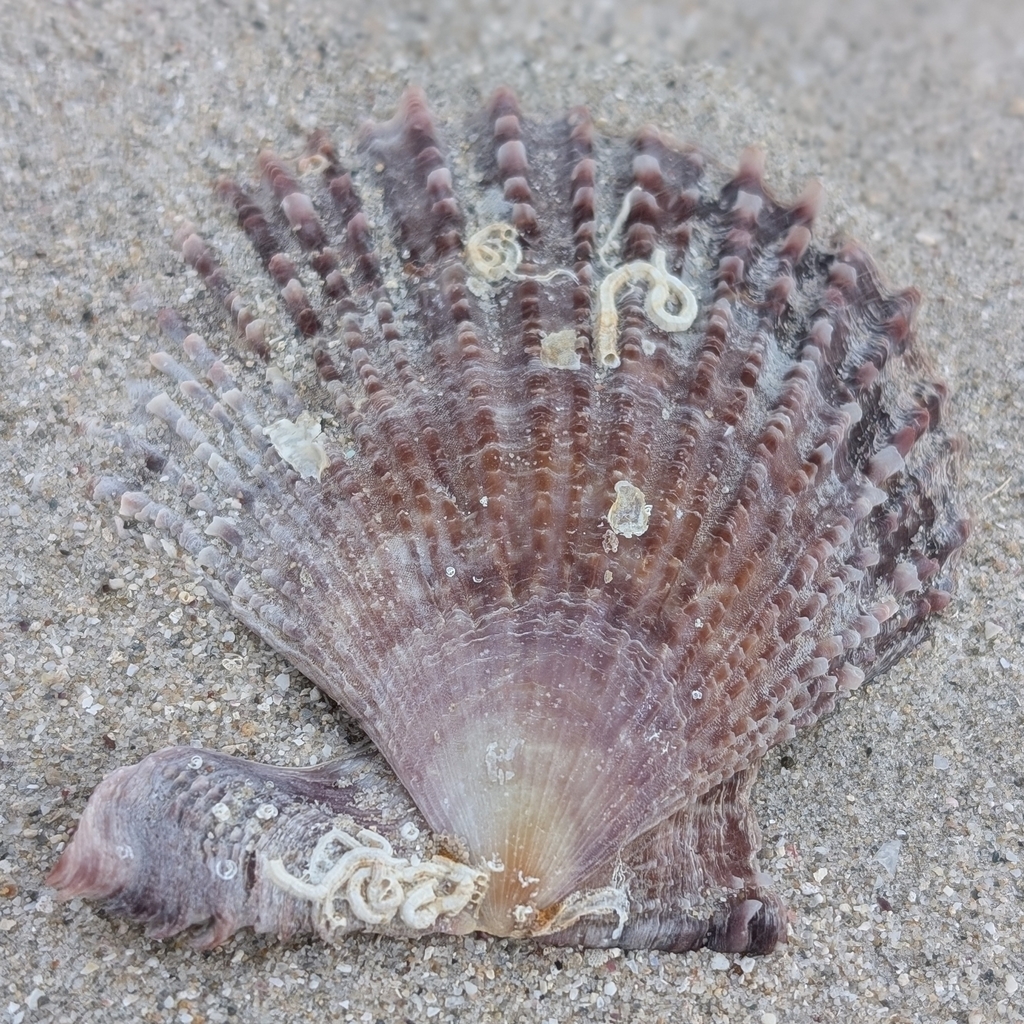 Livid Fan Scallop from Taperoo SA 5017, Australia on July 7, 2024 at 02 ...