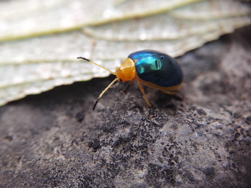 Agetocera from 金佛山南川区中国408426 on July 6, 2024 at 02:51 PM by amicius ...