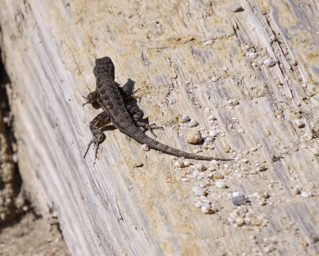 Western Fence Lizard from Mendota Heights, MN, 美国 on June 25, 2016 by ...