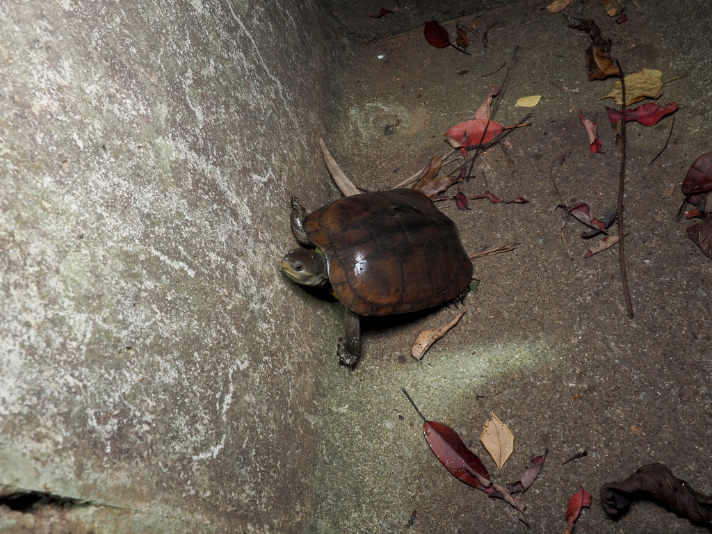 Ryukyu Yellow Pond Turtle in July 2024 by Nina · iNaturalist