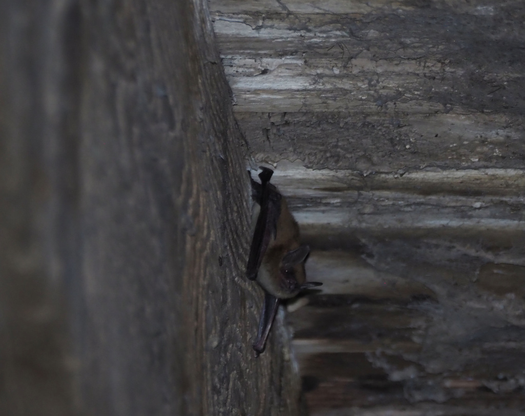 Arizona Myotis in June 2024 by Venkat Sankar. Identification confirmed ...