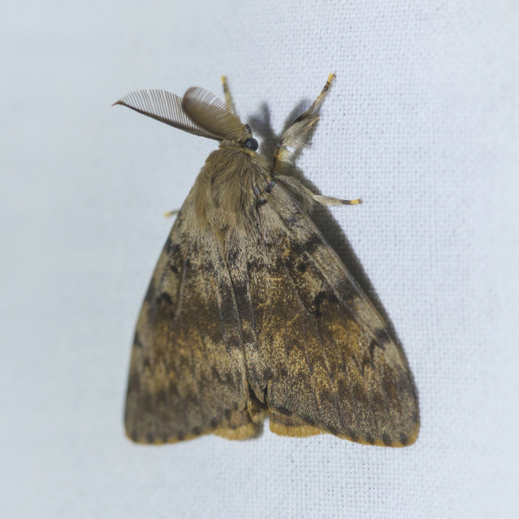 Spongy Moth from Barcelona, España on July 6, 2024 at 10:53 PM by ...