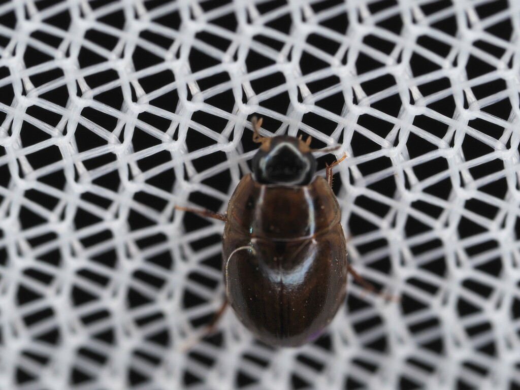 Enochrus from Norman, OK, USA on July 6, 2024 at 12:45 AM by Rosario ...