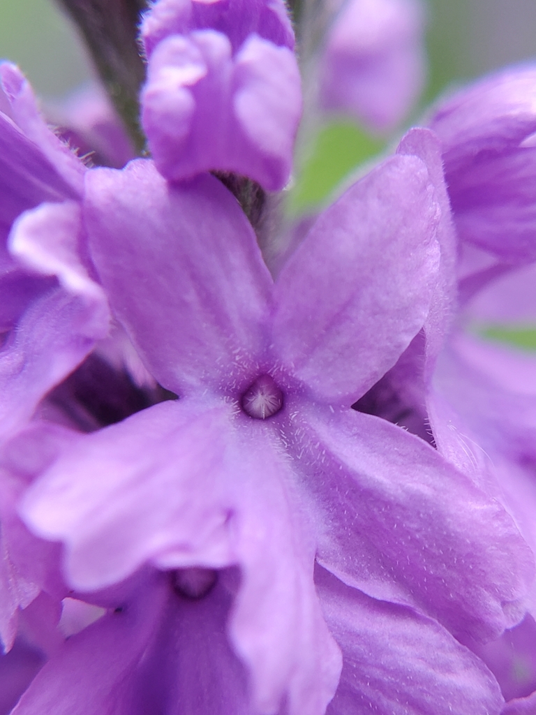 hoary vervain from Westwood Hills, St Louis Park, MN 55426, USA on July ...