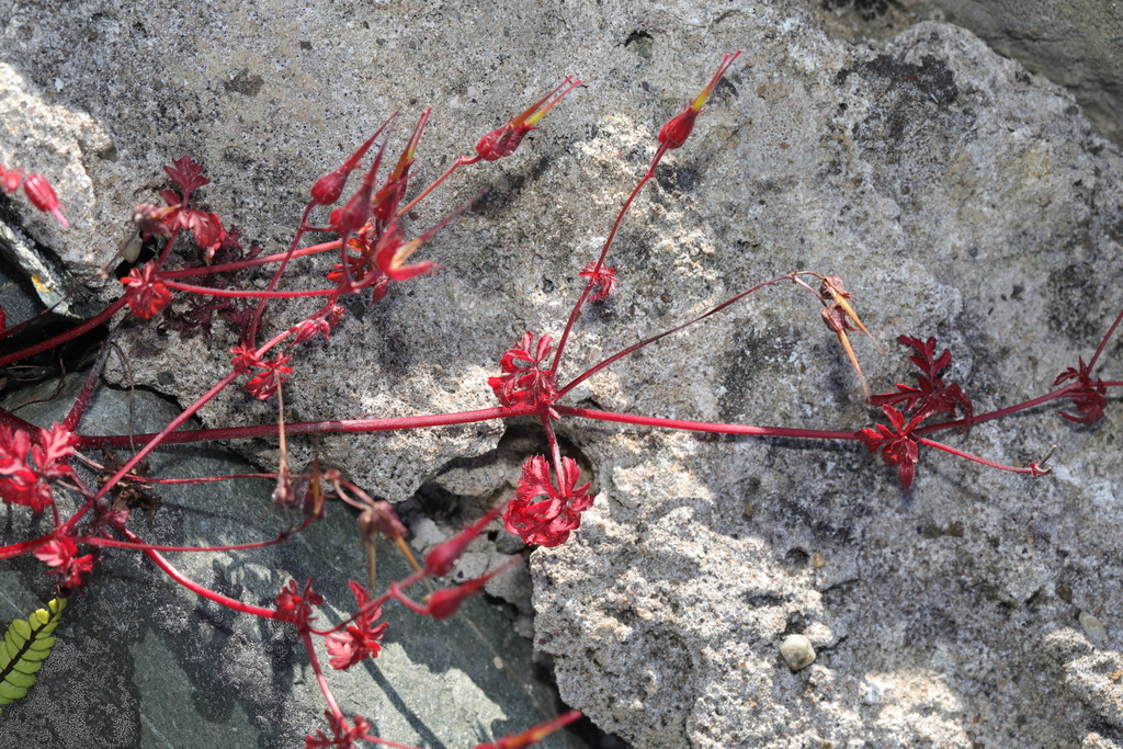 Herb Robert from Penrhos Coastal Park, NCR5, Penrhos, Holyhead ...