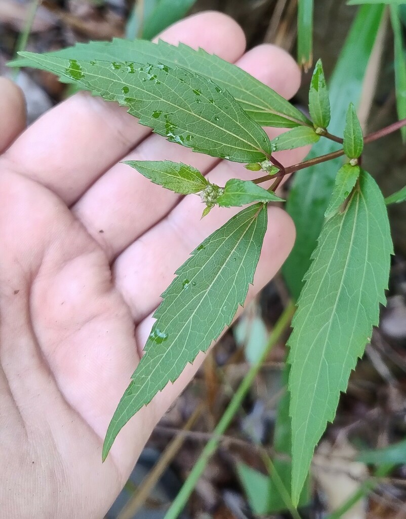 mist flower in July 2024 by R.M. Common on edge of track. · iNaturalist