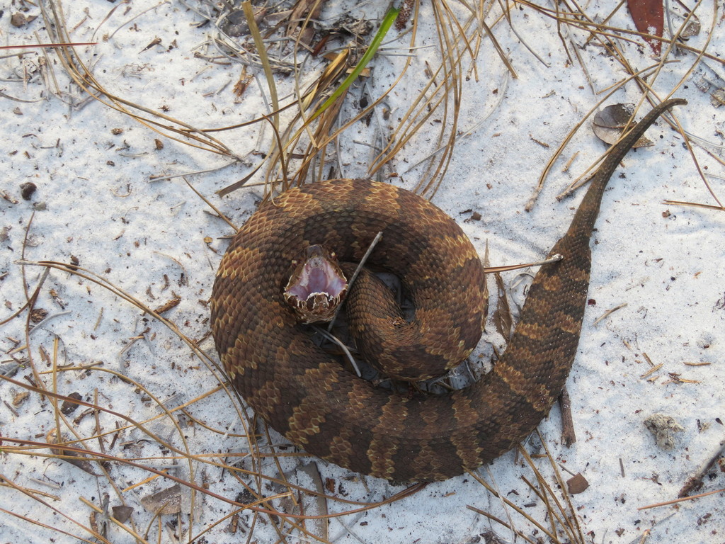 Northern Cottonmouth in May 2019 by James Jeffery · iNaturalist