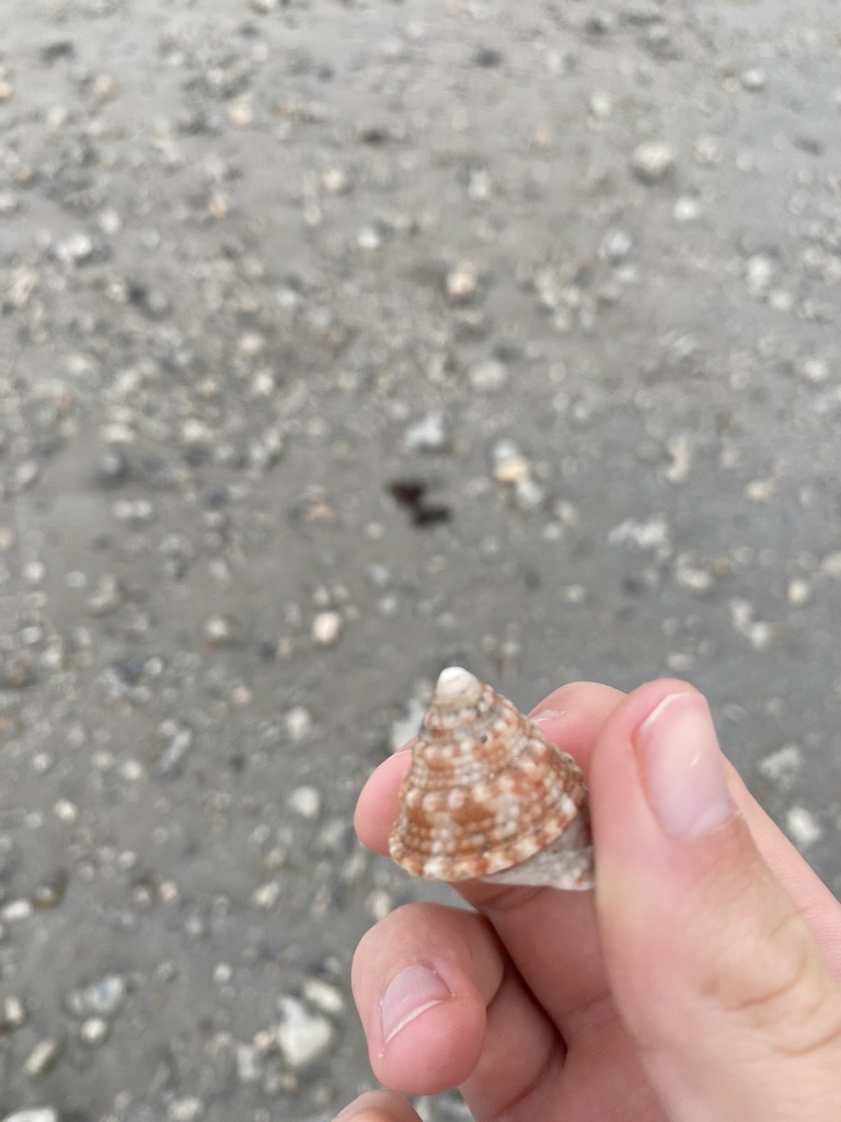 Latticed Top Shell from Exmouth Gulf, Exmouth, WA, AU on July 7, 2024 ...