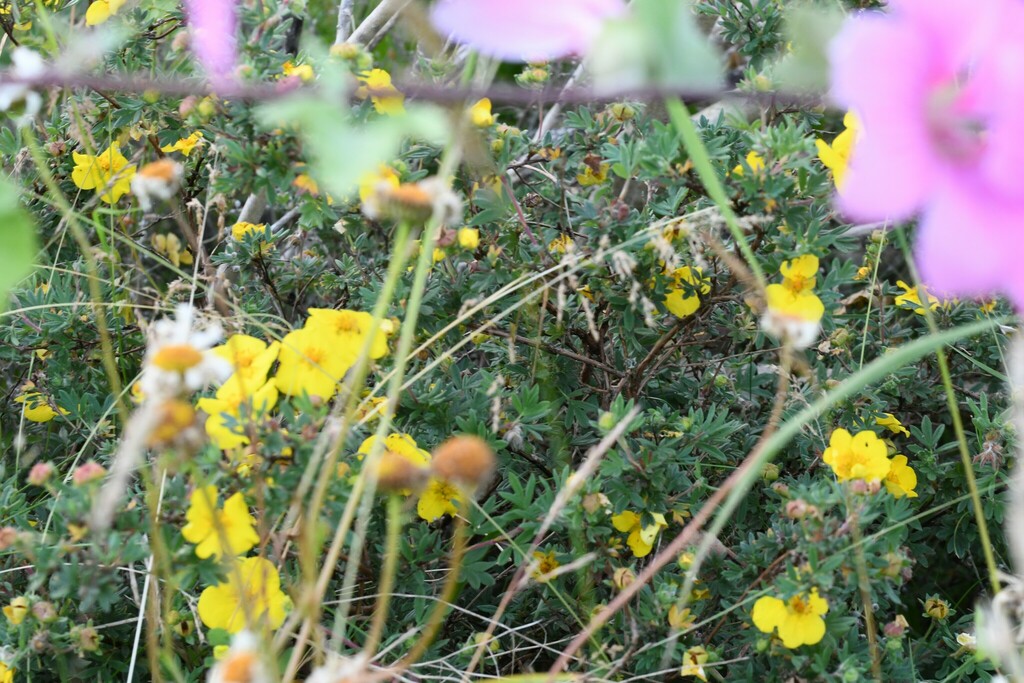 shrubby cinquefoil from York, UK on June 25, 2024 at 09:04 PM by Kian ...