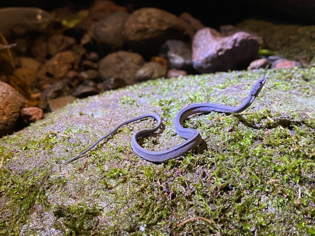 Javan Tubercle Snake from Mount Halimun Salak National Park, Bogor ...