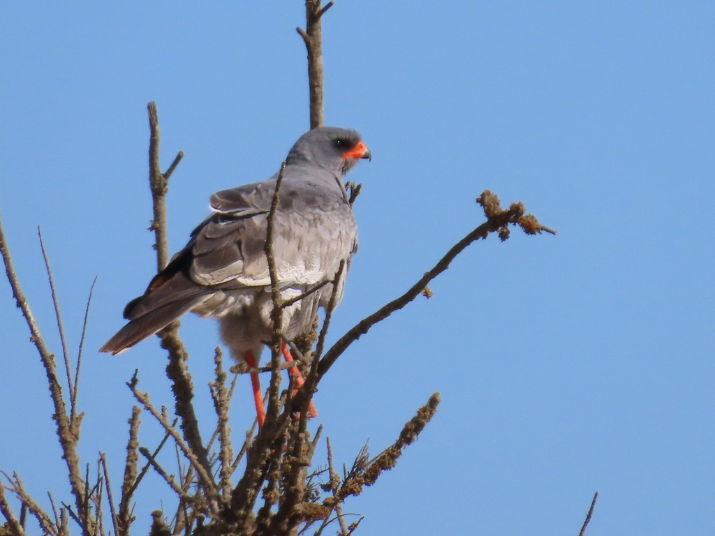 Silver Pale Chanting-Goshawk from Walvisbay Rural, Erongo, Namibia on July 5, 2024 at 02:51 PM ...