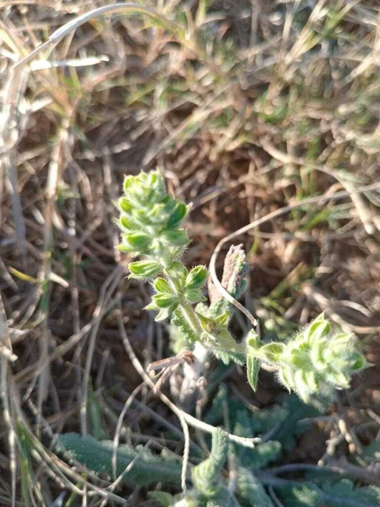 wild clary from Ngaka Modiri Molema District Municipality, South Africa ...