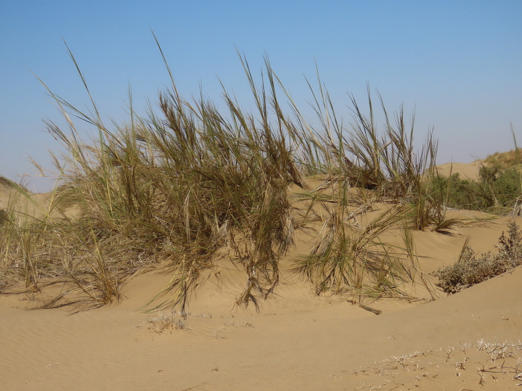 Namib Dune Bushman Grass from Erongo Region, Namibia on July 5, 2024 at ...