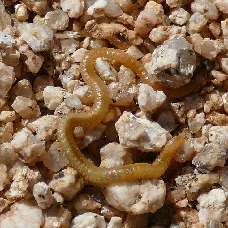 Soil Centipedes from Farm Onanis, Region Erongo, Namibia on July 6 ...