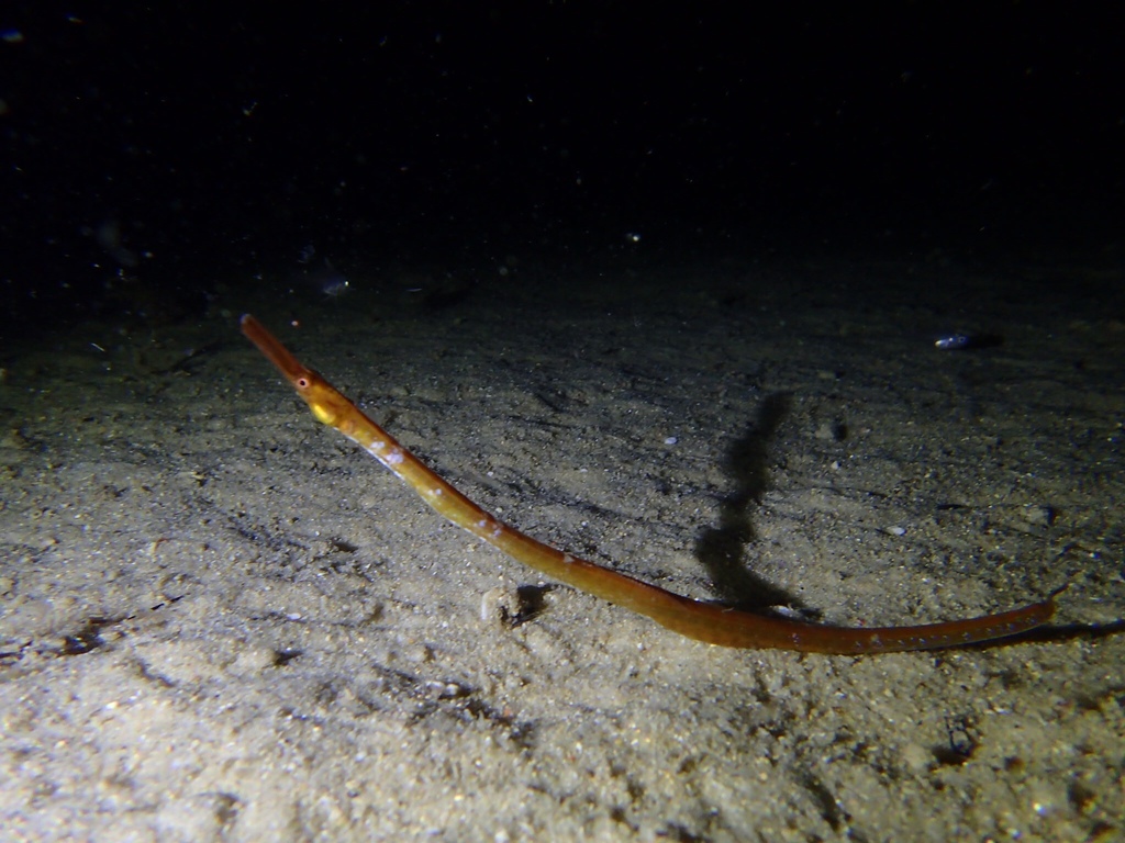 Western Crested Pipefish from North Mole Drive, North Fremantle, WA, AU ...