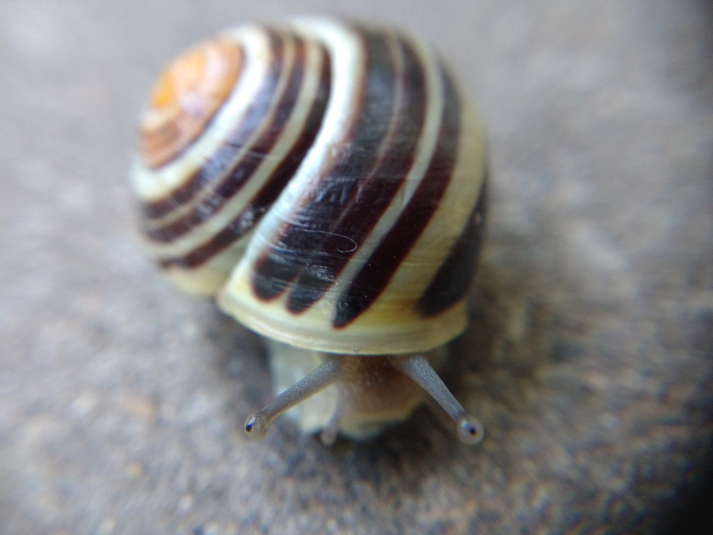 White-lipped Snail from Duberger-Les Saules, Québec, QC, Canada on ...