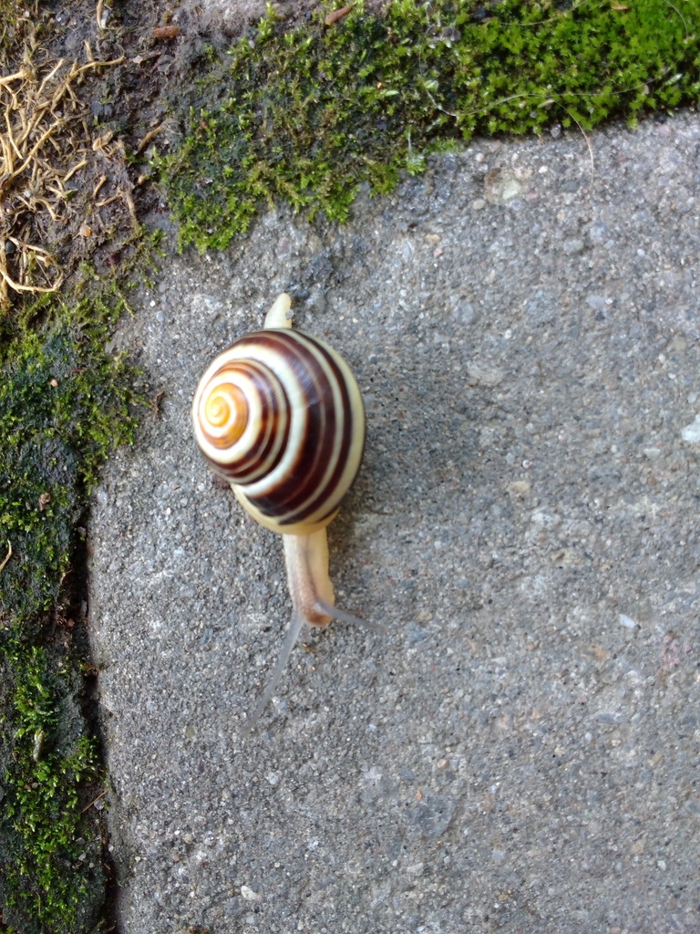 White-lipped Snail from Duberger-Les Saules, Québec, QC, Canada on ...