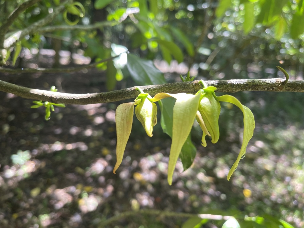 Goniothalamus amuyon in July 2024 by Cliff_chen · iNaturalist