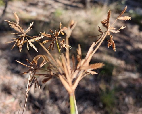 Cyperus isabellinus · iNaturalist Mexico