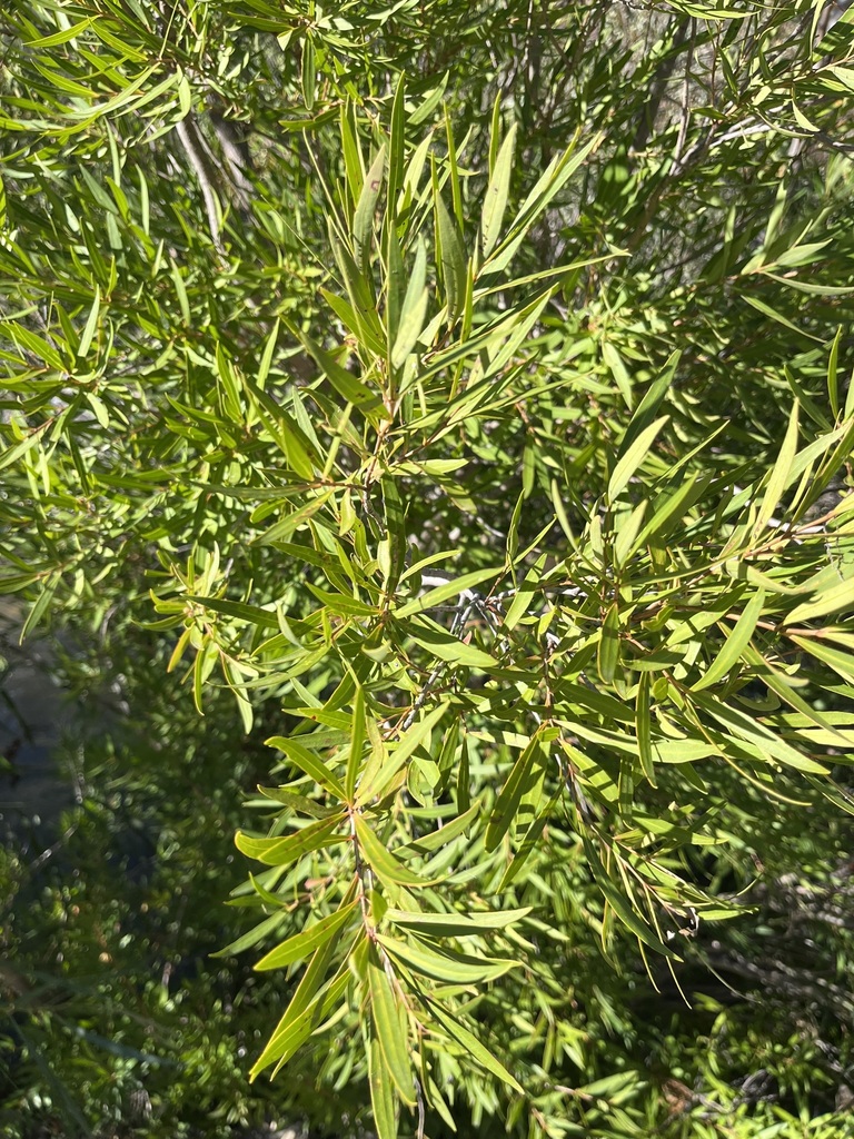 Cape lance-leaf from Cape Winelands District Municipality, South Africa ...