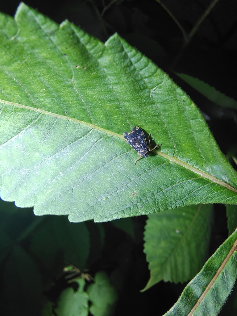 Thagria digitata from Yichun, CN-JX, CN on July 5, 2024 at 09:16 PM by ...