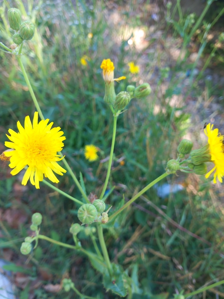 Beaked Hawksbeard from Ersekë, Albania on July 7, 2024 at 09:44 AM by ...