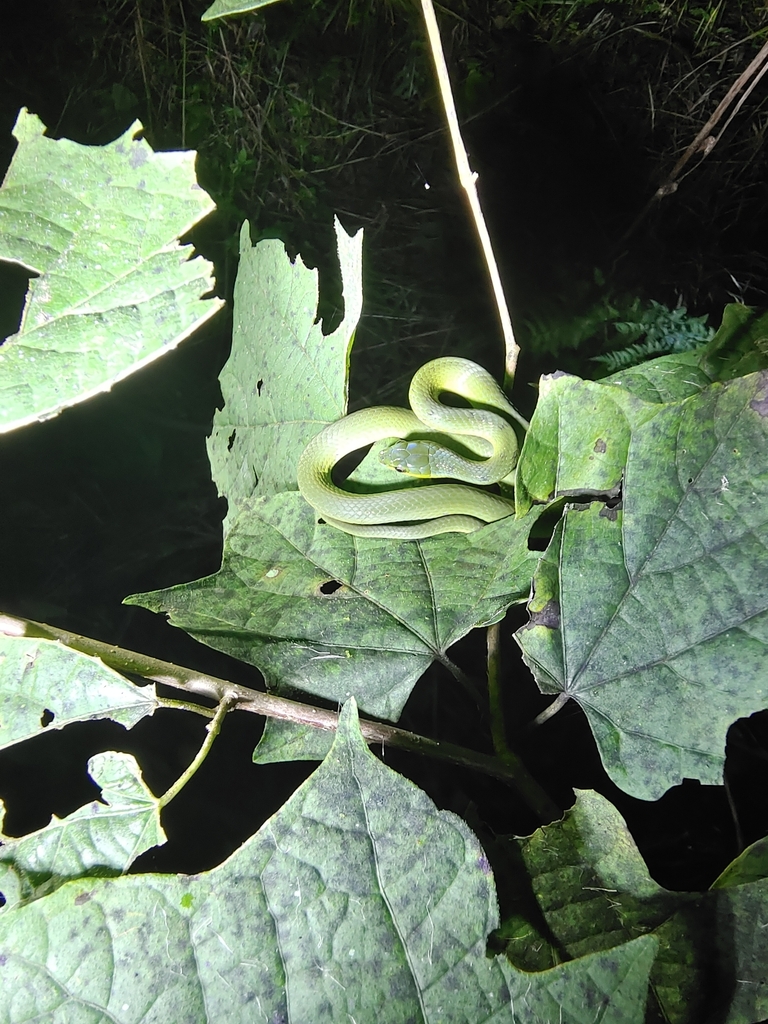 Chinese Green Snake from Yichun, CN-JX, CN on July 5, 2024 at 08:34 PM ...