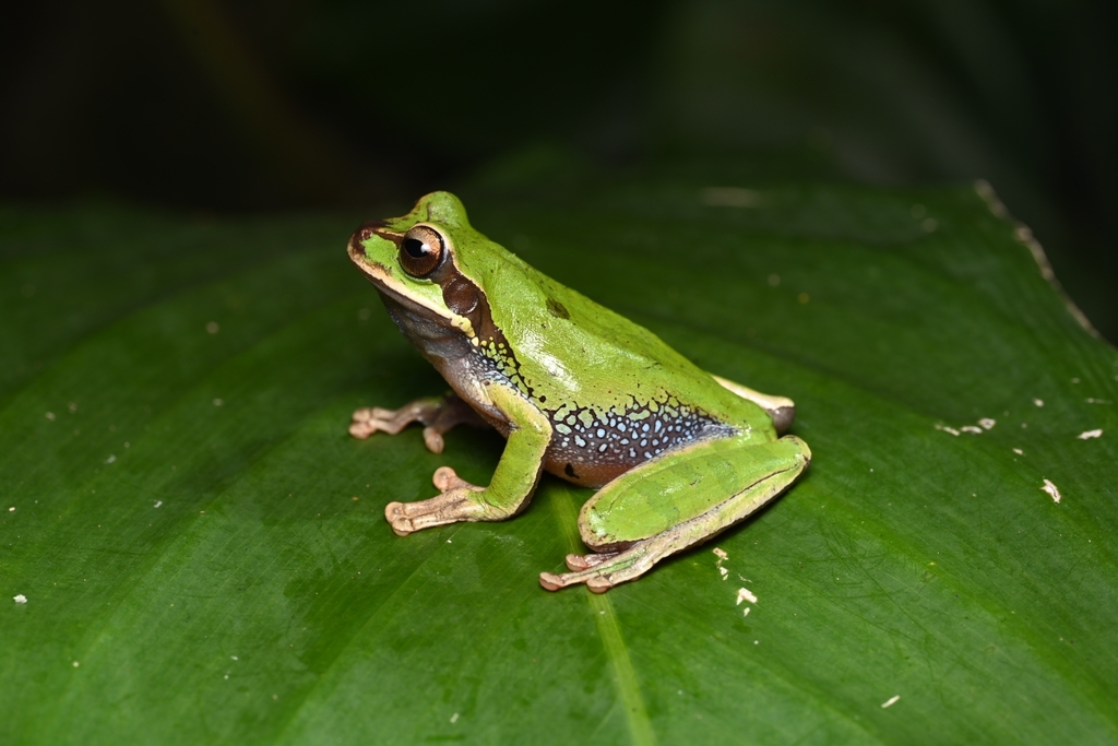 Blue-spotted Mexican Tree Frog from 95060 Los Reyes, Ver., Mexico on ...