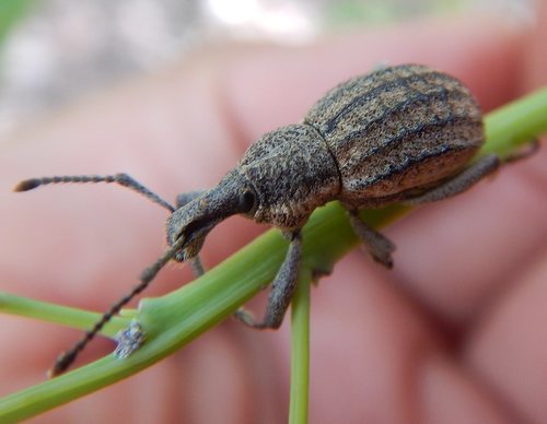 Leptopius rhizophagus · iNaturalist