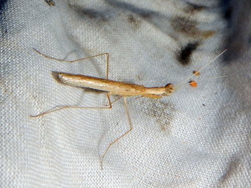 Genus Cliomantis · iNaturalist