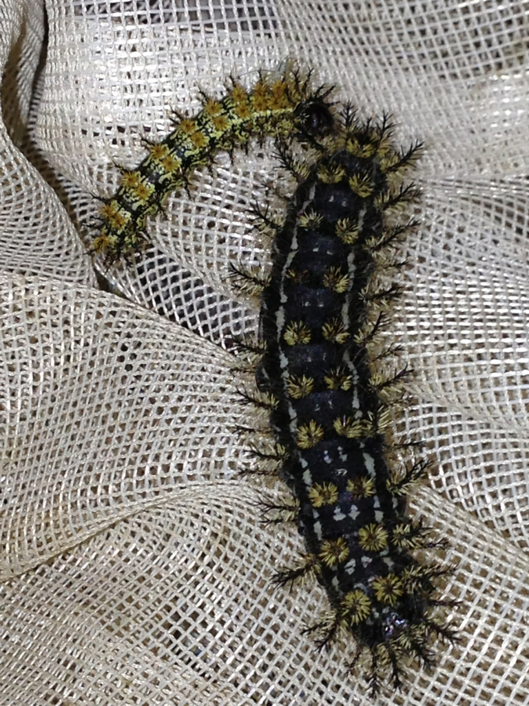 Nevada Buck Moth (Bugs of Barr Lake State Park) · iNaturalist