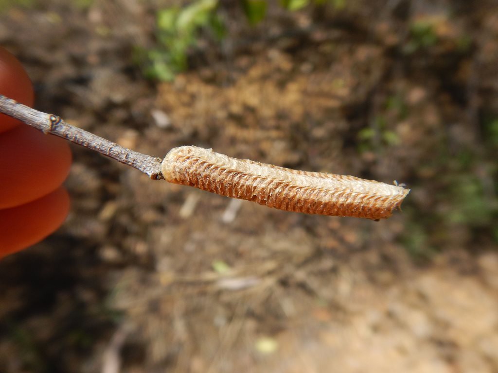 Austrovates variegata from Great Northern Hwy, Durack WA 6743 ...