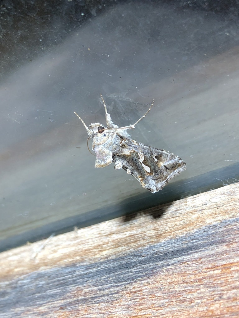 Tobacco Looper from Vale St, Skye, SA, AU on July 7, 2024 at 10:26 PM ...