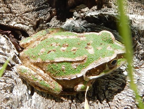 Giant Frog (Amphibians of Winton) · iNaturalist